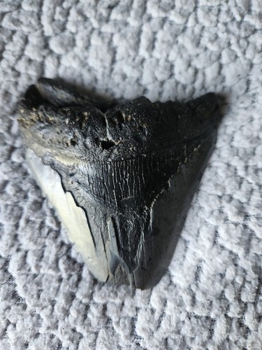 Megalodon Large Shark Tooth Sea Creature Fossil Broken Teeth replica ...