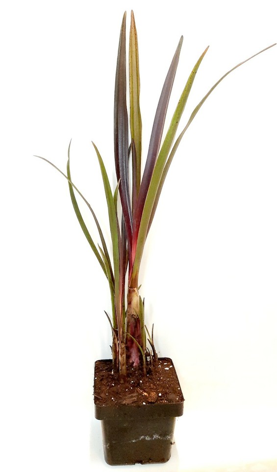 Red Bog Lily Tropical Marginal Aquatic Pond/Bog Plant - Buy 2 Get 1 ...
