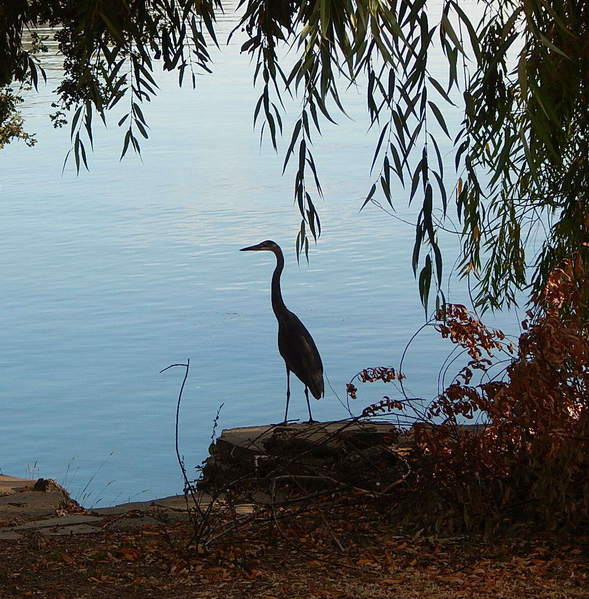 Fred Davis Vintage Mexico Amethyst Cab Sterling Silve… - Gem