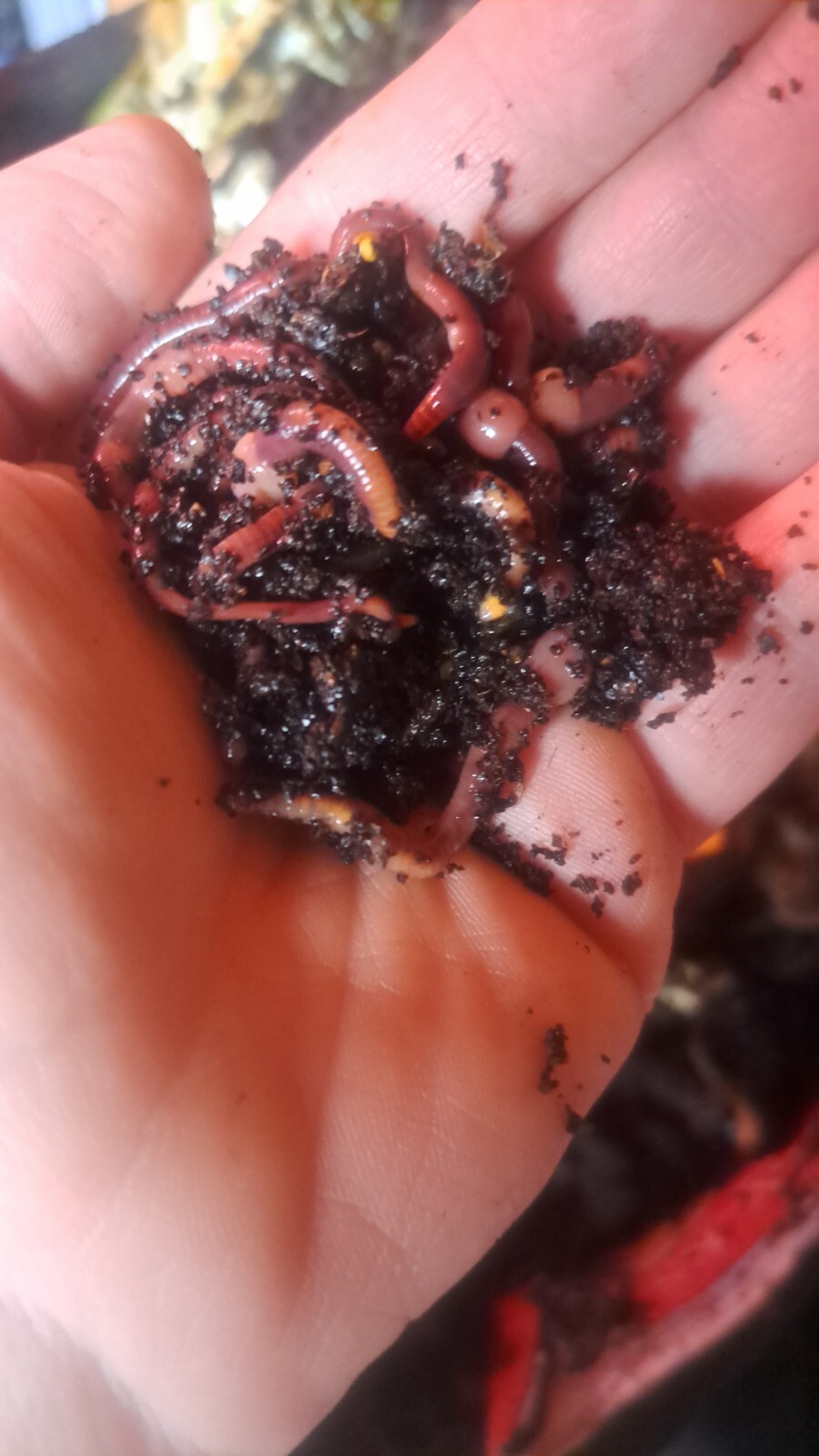 50 Live African Nightcrawlers composting worms | पहिचान