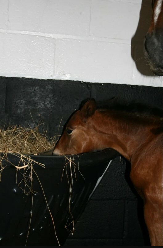 The Original Horse Haybar Hay Bar Feed & Hay Manger - Horse Size | eBay UK