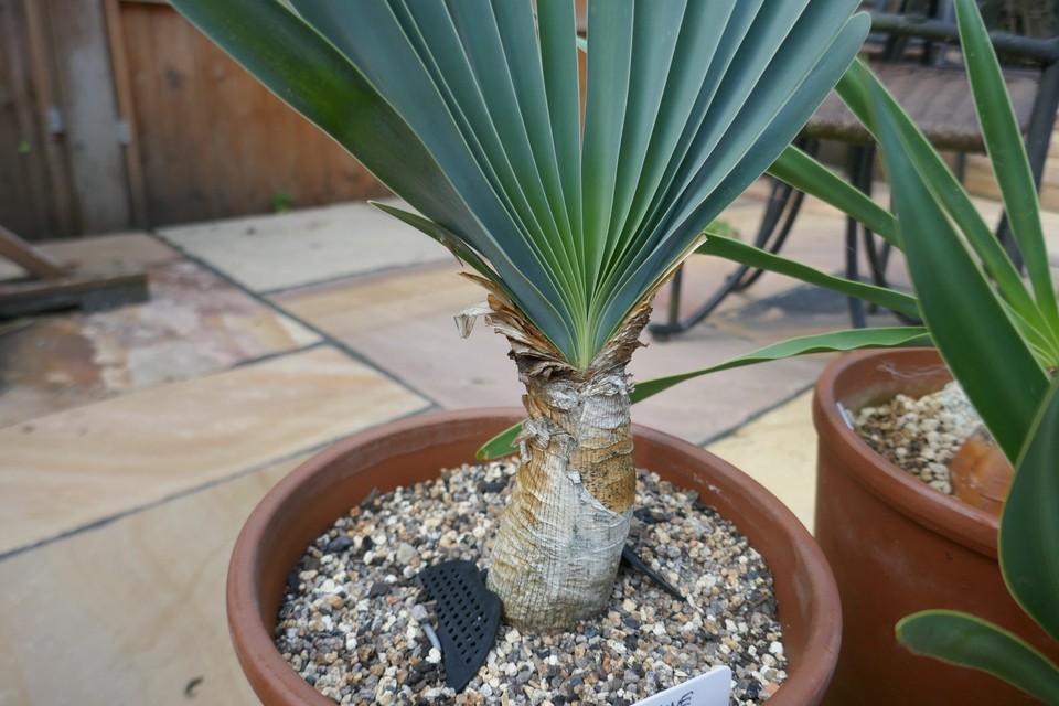 Boophone disticha Century Plant - 4 flowering size in pots (qty four ...