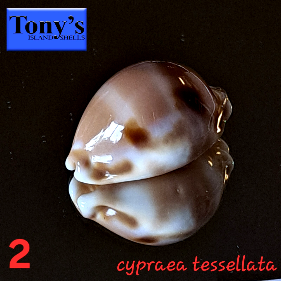 Cypraea tessellata #2 32.4mm ULTRA! RARE GORGEOUS SPECIMEN from Hawaii ...