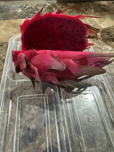 Cosmic Charlie Cuttings Dragonfruit 8-12" Freshly Red Pitaya USA ...