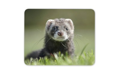 Cute Ferret Mouse Mat Pad - Polecat weasel Mustela Kids Fun Gift ...