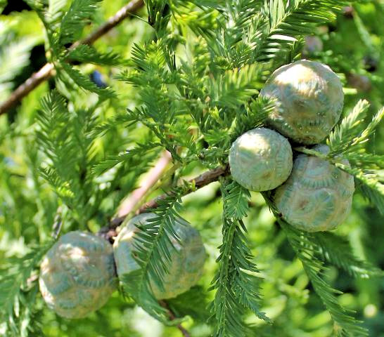 Bald Cypress Seeds, Taxodium distichum (Gathered 2024) | eBay