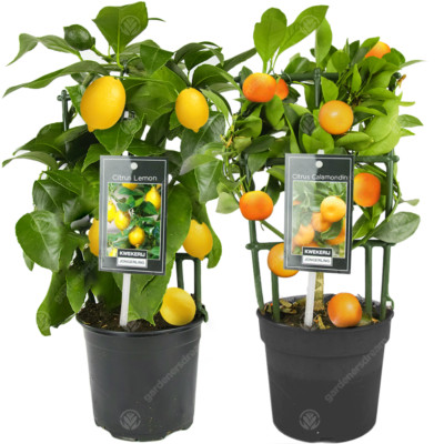 Lemon & Orange Tree Combo Fresh Live Indoor Citrus House Plants in 12 ...