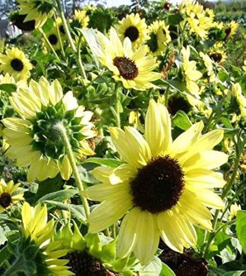 20 rare SUNFLOWER MIXED seeds---Flower seeds--Plant seeds--Gardening ...