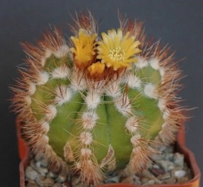PARODIA (Parodia comosa) 10 seeds | eBay Australia
