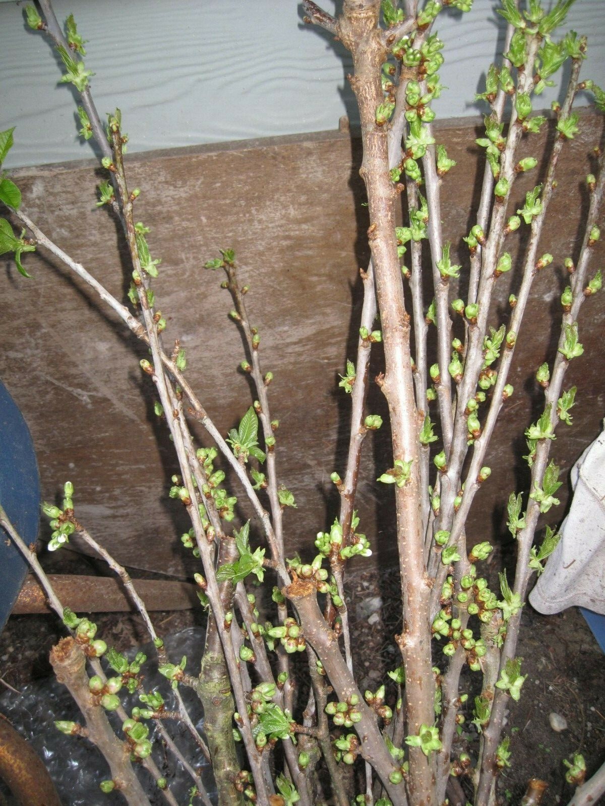 30 Stems Red Cherry Unrooted Fruit Tree Cuttings/scions | eBay