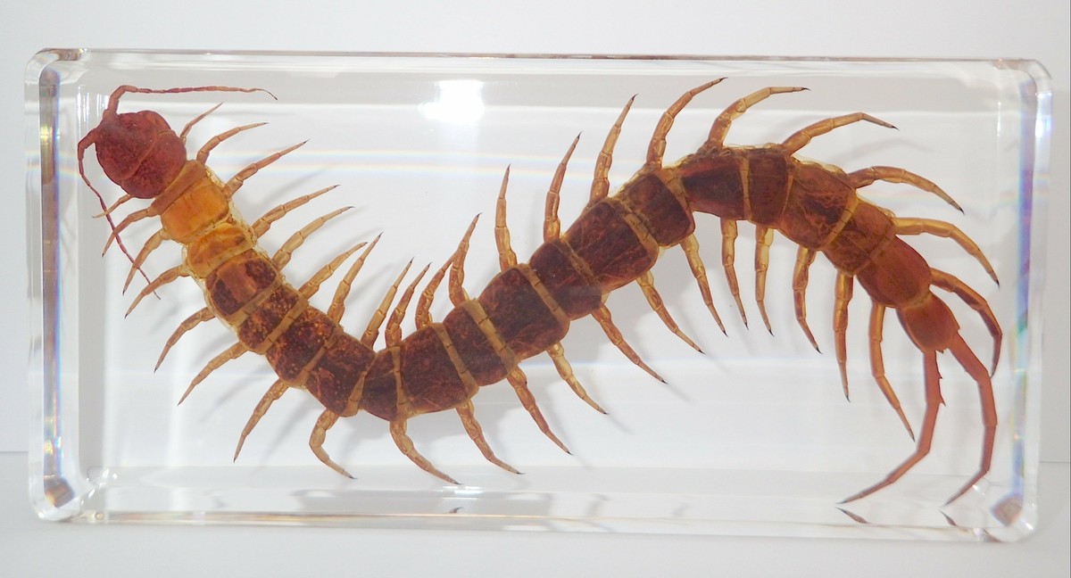 Giant Centipede Scolopendra Awesome Animal Giant Centipede Stan C.