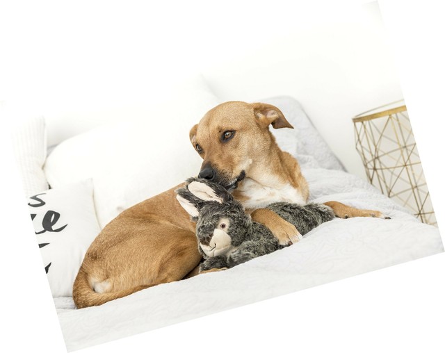 Fluff & Tuff Walter Wabbit Plush Dog Toy 858961710304 for sale online | eBay