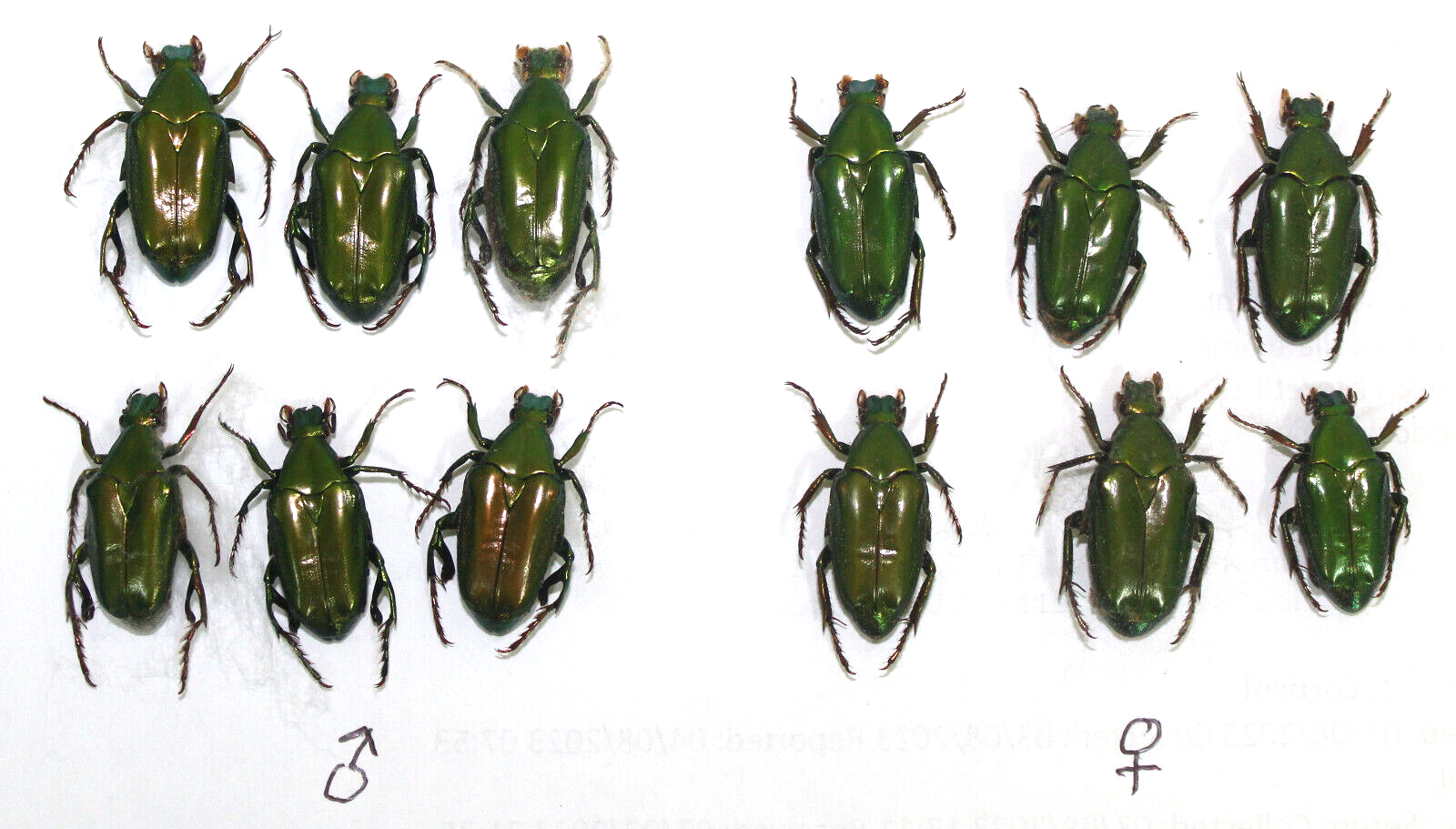 Cetoniidae. 6 pairs Pseudochalcothea planiuscula. West Kalimantan. | eBay