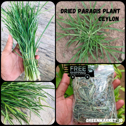 Paragis Plant Dried Eleusine GooseGrass Ayurvedic Poaceae Herbal Tea ...