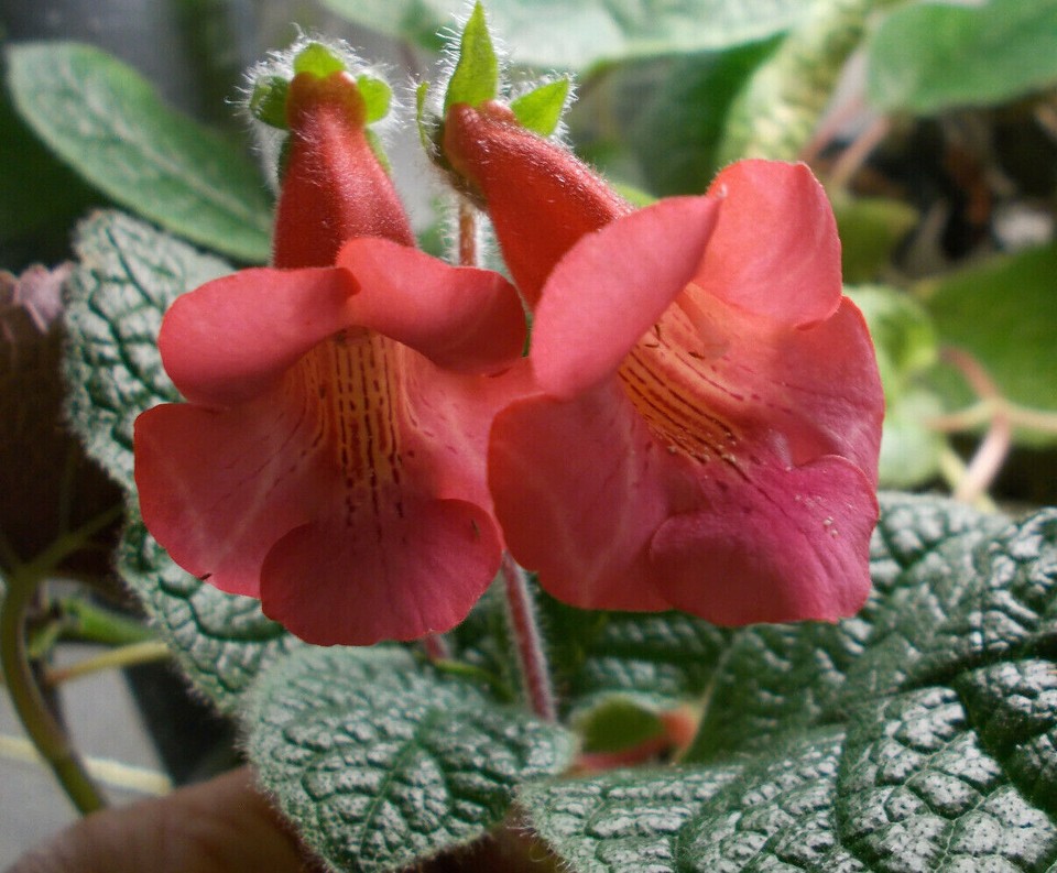 Sinningia Tubers | eBay