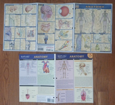 Anatomy Quick Study Guide Medical Bar Chart 2005 Nursing Doctor ...
