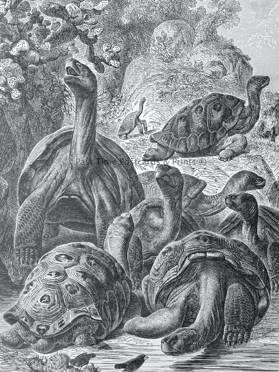 Giant Tortoise Drawing How To Draw A GIANT TORTOISE YouTube