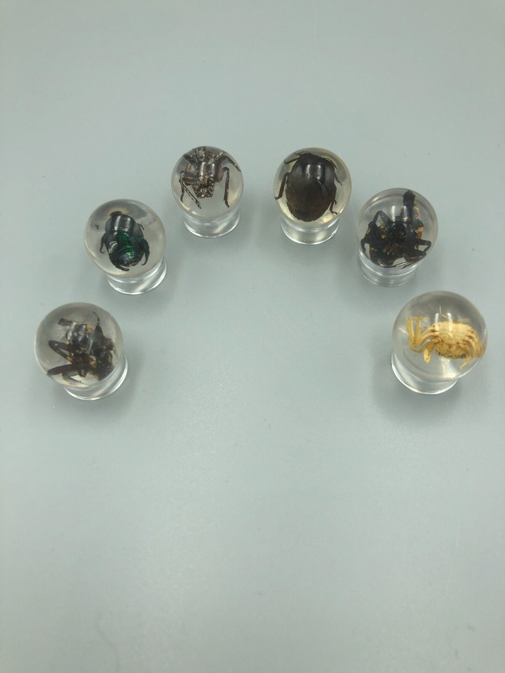 6 Contemporary Sulphide Marbles containing various real bugs | eBay