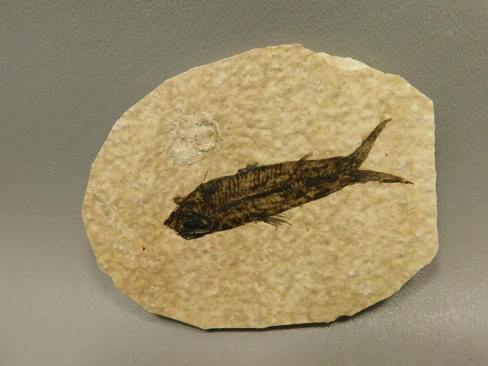 Fossil Fish Knightia Eocaena Small Fossil Lake Green River Wyoming #O4 ...