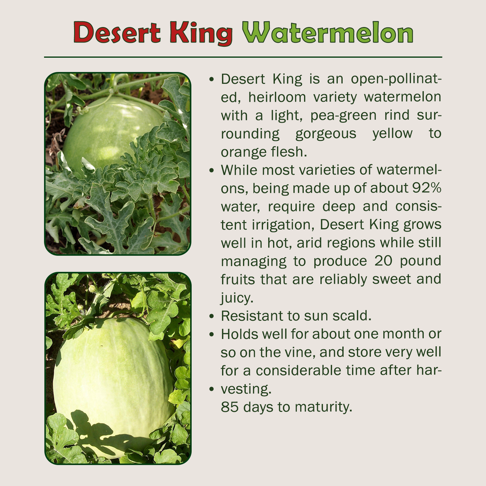 10 Desert King Watermelon Seeds, Heirloom, Non-GMO, Genuine USA | eBay