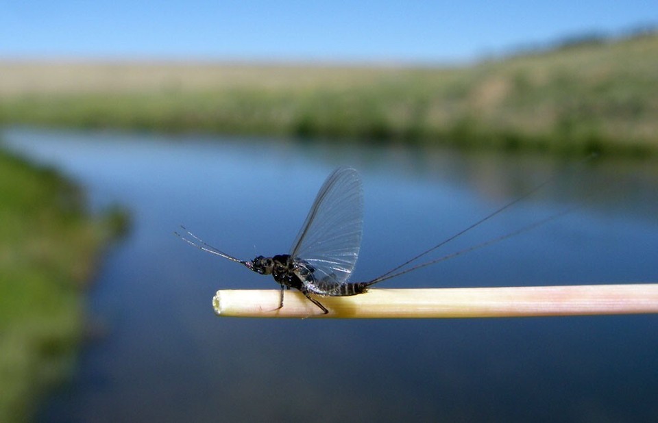 Guide Flies Reef Trico Nymph Emerger Black - Premium Trout Fly Fishing ...