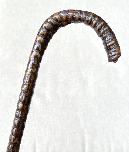 Vintage Antique Heavy Bull Penis Split Iron Core Crook Pizzle Walking ...