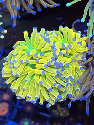 Purple Tip Banana Torch - Live Frag Coral salt water Reef Tank LPS ...