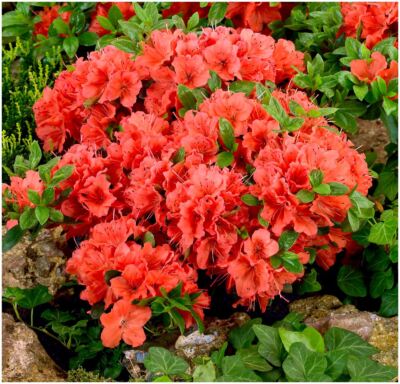 Dwarf Japanese Azalea Japonica Geisha Orange | Semi-Evergreen Shrub ...