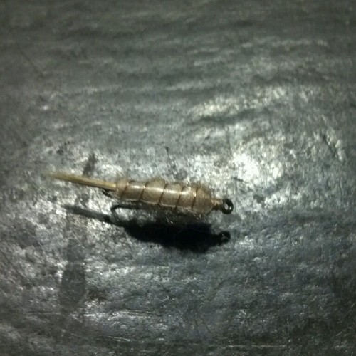 6 SCUDS TAN SCUD NYMPHS SIZE 12 LIGAS FLY FISHING FLIES | eBay