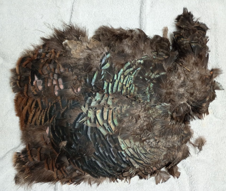 Wild Turkey Pelt Skin Hide Feathers | eBay