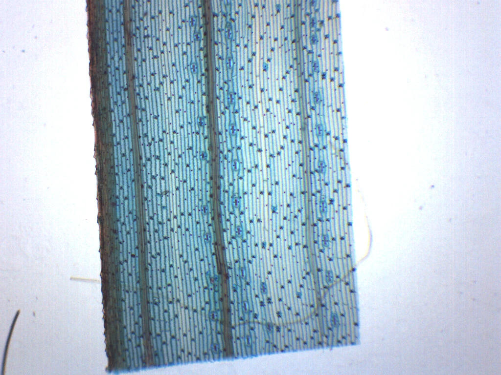 Monocot Leaves Microscope