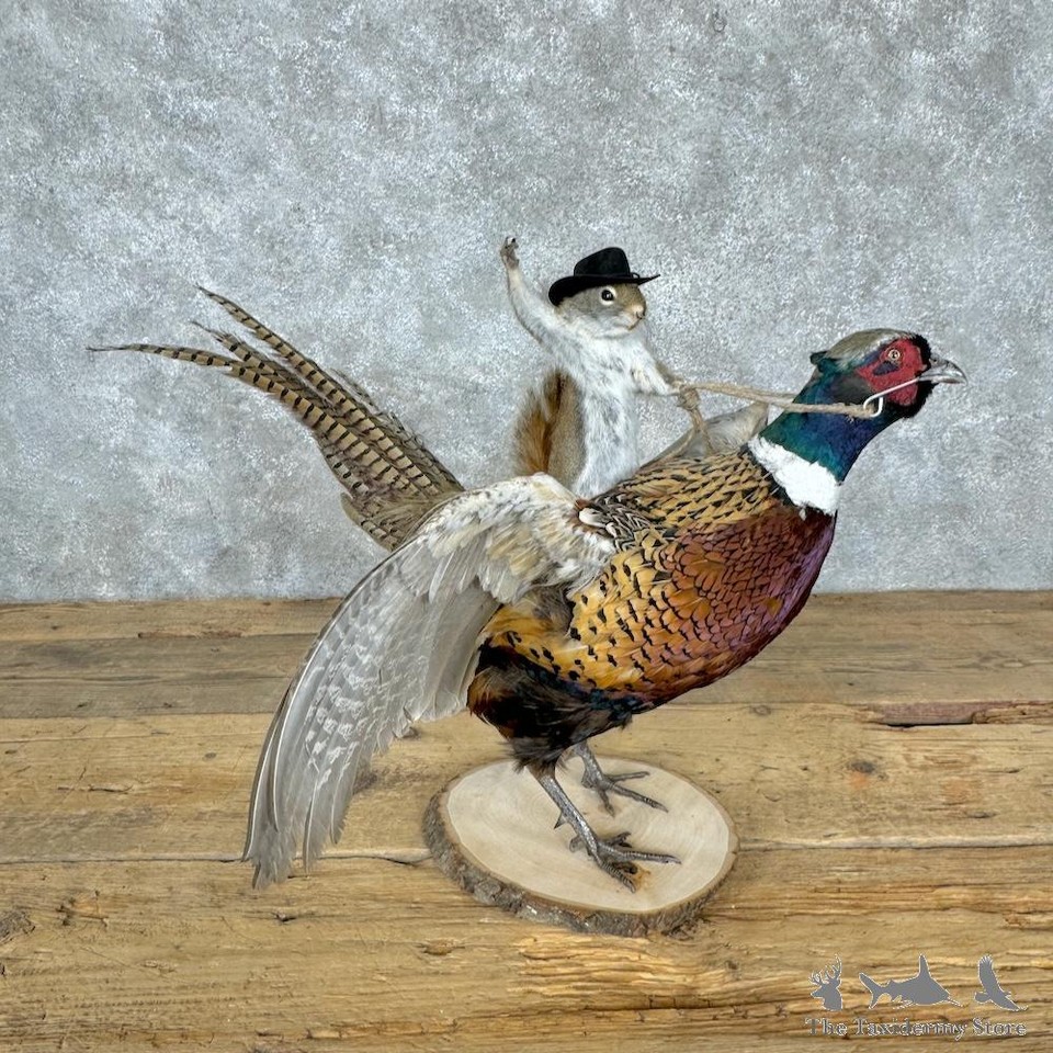 #29518 P | Grey Squirrel & Ringneck Pheasant Novelty Mount For Sale | eBay