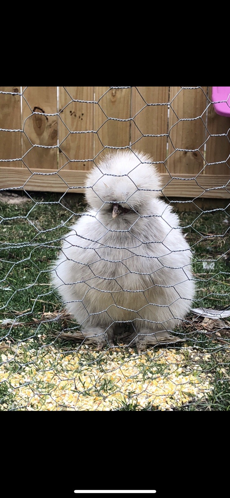 18 Show Quality Bearded & Crested Silkie Chicken Fertile Hatching Eggs ...