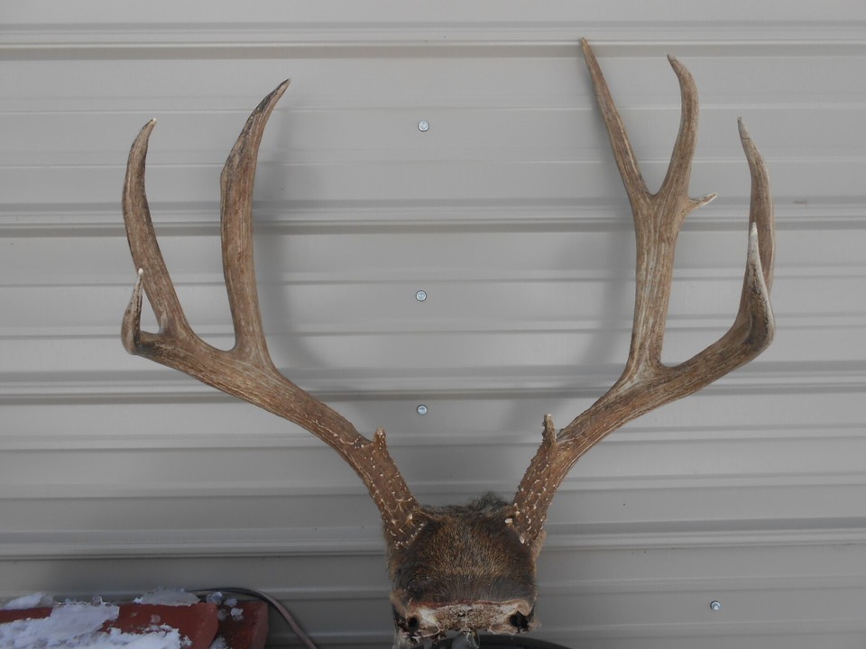 26" wide HEAVY TALL 184 1/8 6x5 Colorado MULE DEER RACK antlers ...