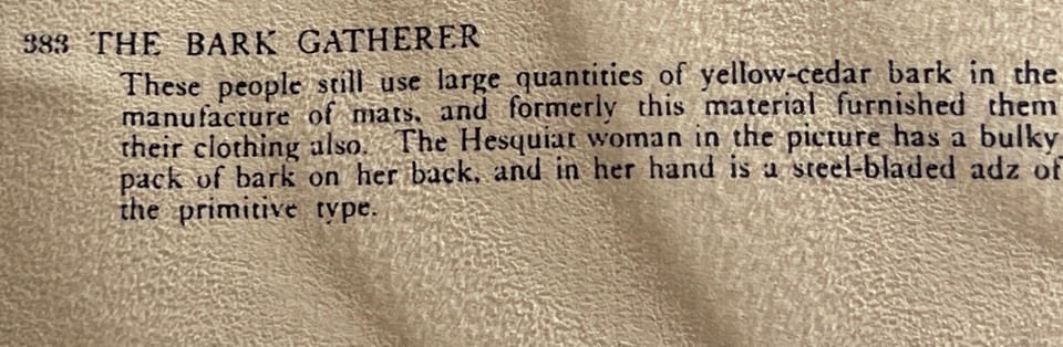 383 Edward Curtis “Bark Gatherer Hesquiat Native American Photography ...
