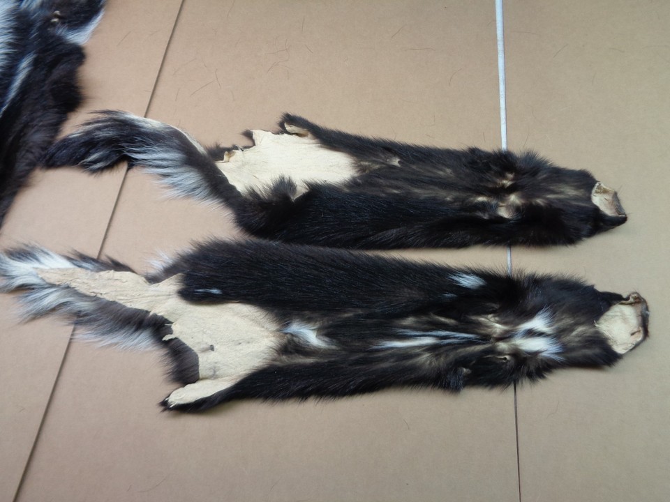Professionally Tanned #1 XL prime striped skunk hide/skin/fur/gag gift ...