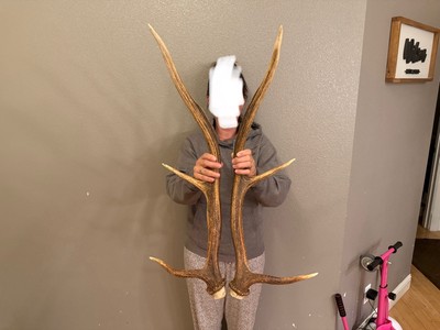 Matched Set 3x3 ELK ANTLERS WILD IDAHO HORN DEER SHED MOOSE Rustic ...