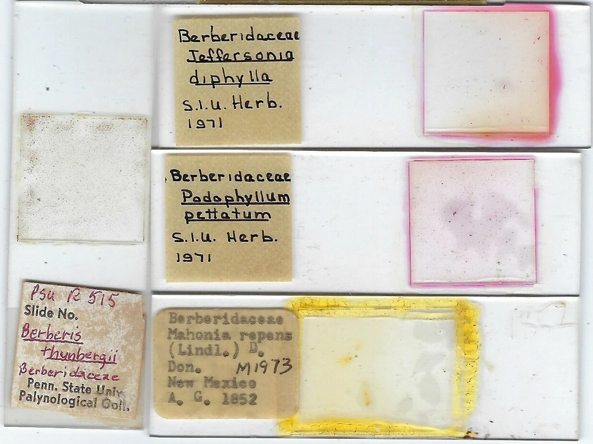 Pollen Microscope Slides