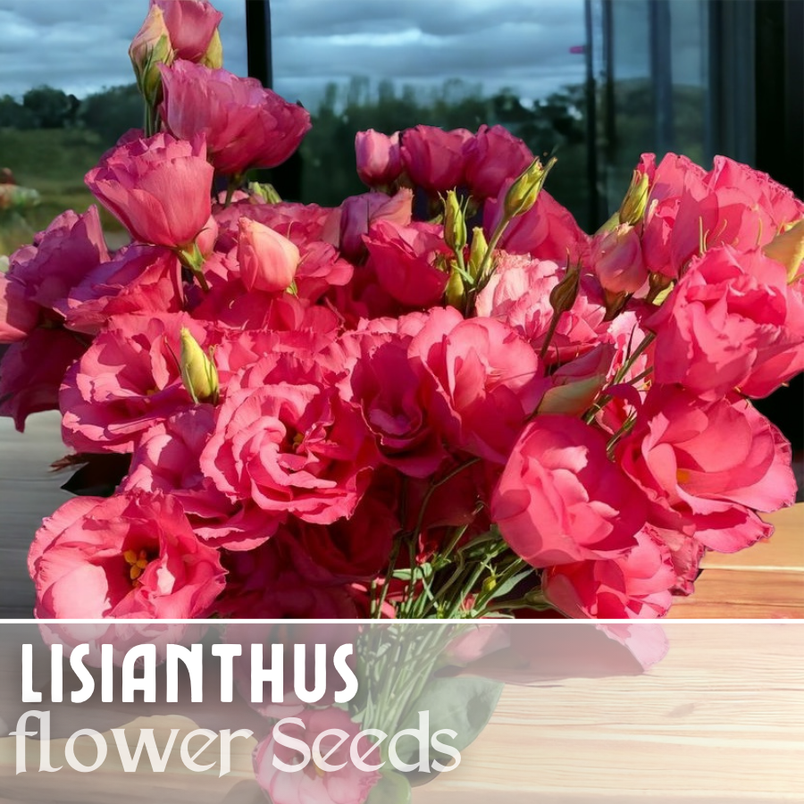 Lisianthus Seeds - 100 Seeds Garden Bloom Flower Seed Flowers Non Gmo ...