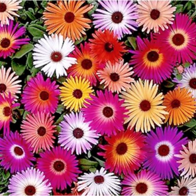Livingstone Daisy Mix, 500+ seeds Heirloom | eBay Australia