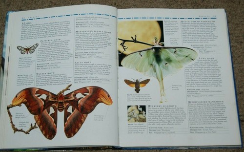 2011 The Kingfisher Illustrated Animal Encyclopedia David Burnie HC DJ ...