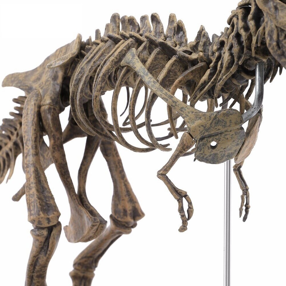 Tyrannosaurus Rex Assemble Skeleton Large Dinosaur Fossil Skull Animal ...