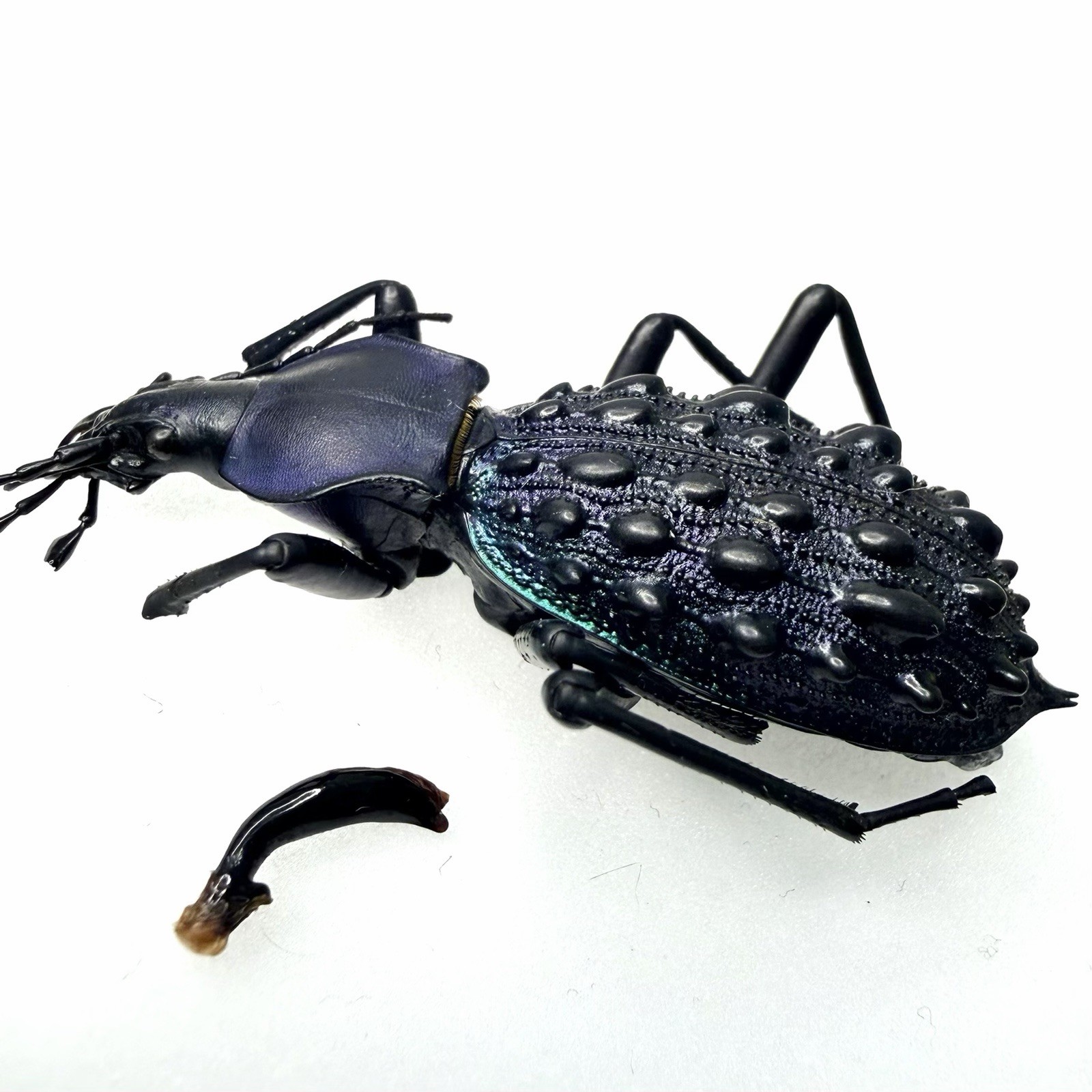 Carabidae Specimen丨Carabus pustulifer pseudoignigena×3 45-47mm Rongshui ...