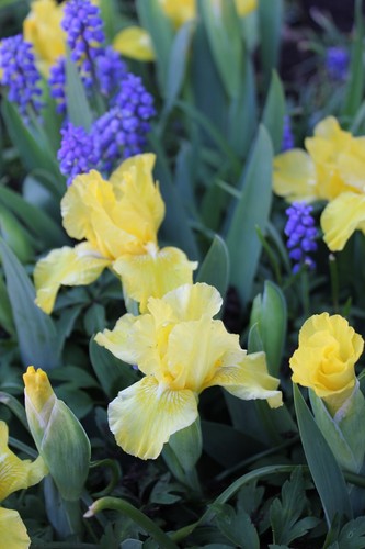 SUN DOLL, Yellow dwarf bearded iris - 2 rhizomes, ships now | eBay