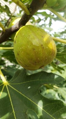 5pcs Live Fig Tree Fresh Cuttings 2 Varieties healthy, delicious, hardy ...