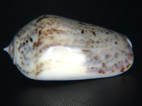 OLIVA INCRASSATA: GEM MEXICAN OLIVE FROM THE DAVE GREEN COLL @ 48.52MM ...