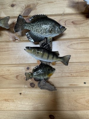 New Real Skin Sunfish Crappie Fish Taxidermy Wall Mount On Driftwood ...