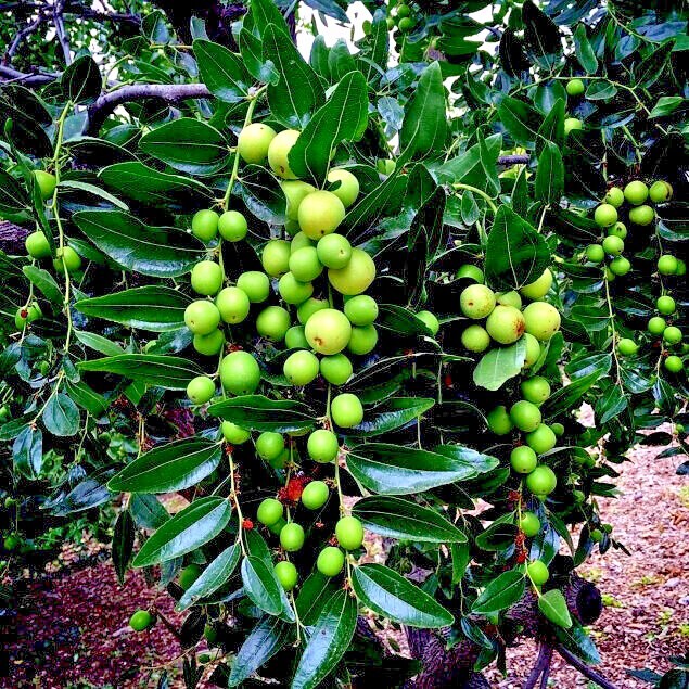 10 JUJUBE FRUIT TREE SEEDS RED CHINESE DATE INDIAN PLUM Superfruit Fast ...