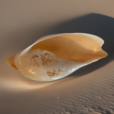 False Melon/Baler Shell: Livonia Mammilla, 9” X 5”, Collector Estate ...