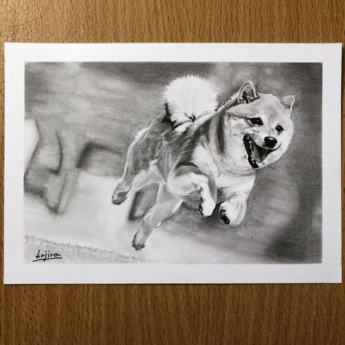 Original Pencil Drawing of Dog on Kent Paper, 8.5 x 11 in, Unique Art ...